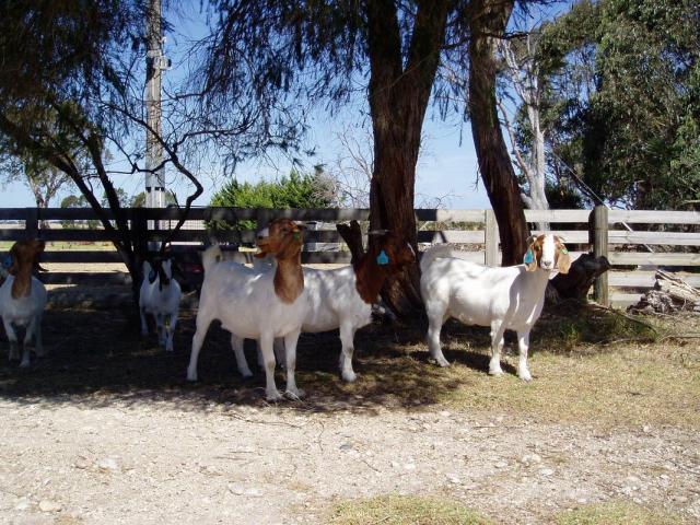 Boer Goats, Sheep And Kalahari red For Sale | Livestock and Poultry