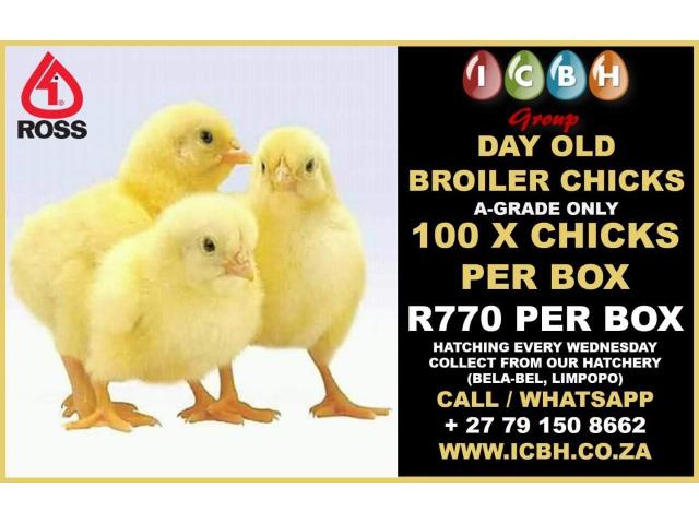 Ross 308 A-Grade Broiler Chicks | Livestock and Poultry
