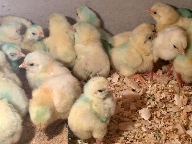 Ross 308/ Cobbs 700 A Grade Day Old Broiler Chicks (100/Box ...