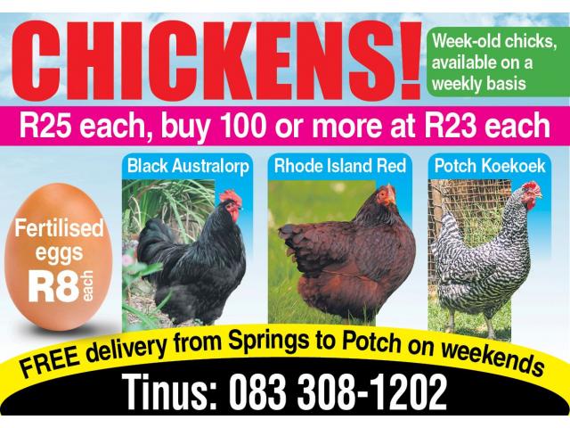 Chickens For Sale