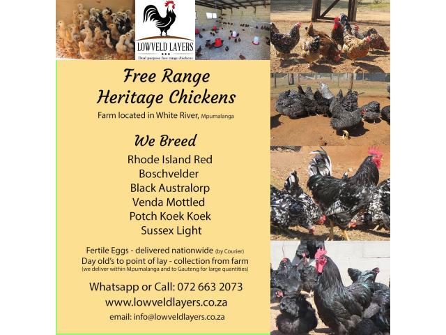 Free Range Chickens | Livestock and Poultry